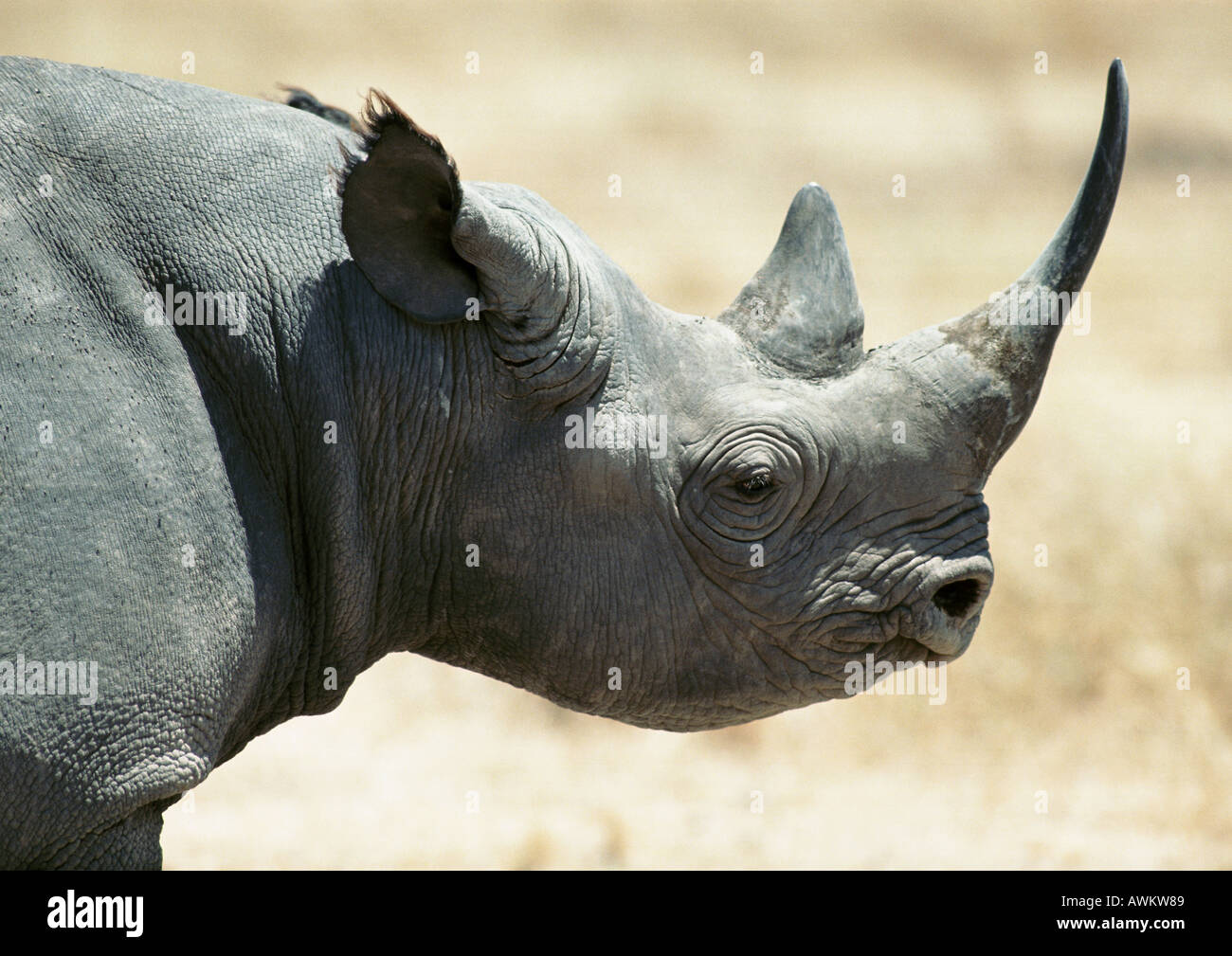 Black Rhinoceros Head