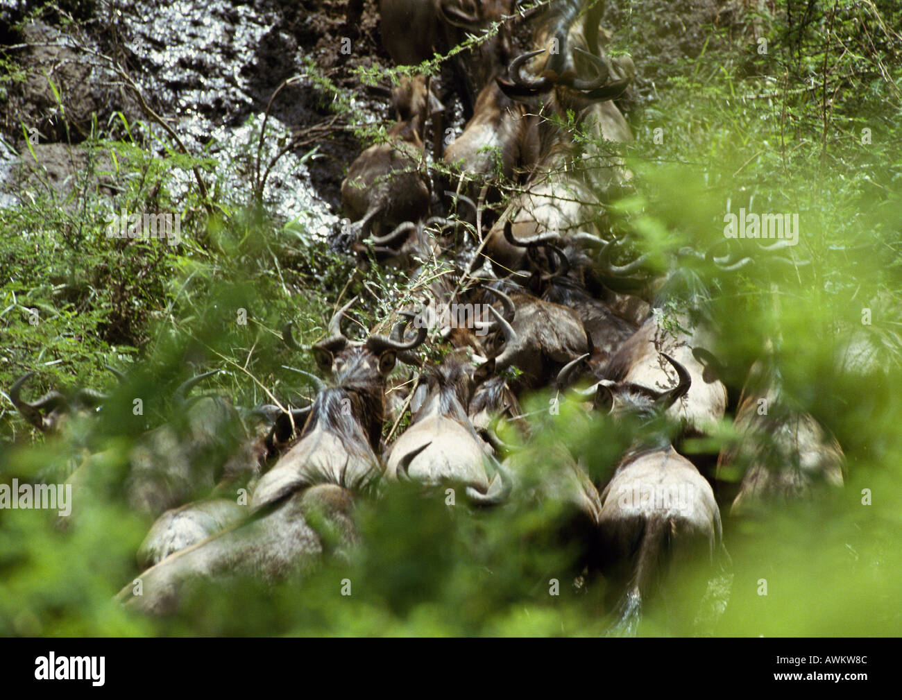 Tanzania overhead animals hi-res stock photography and images - Alamy