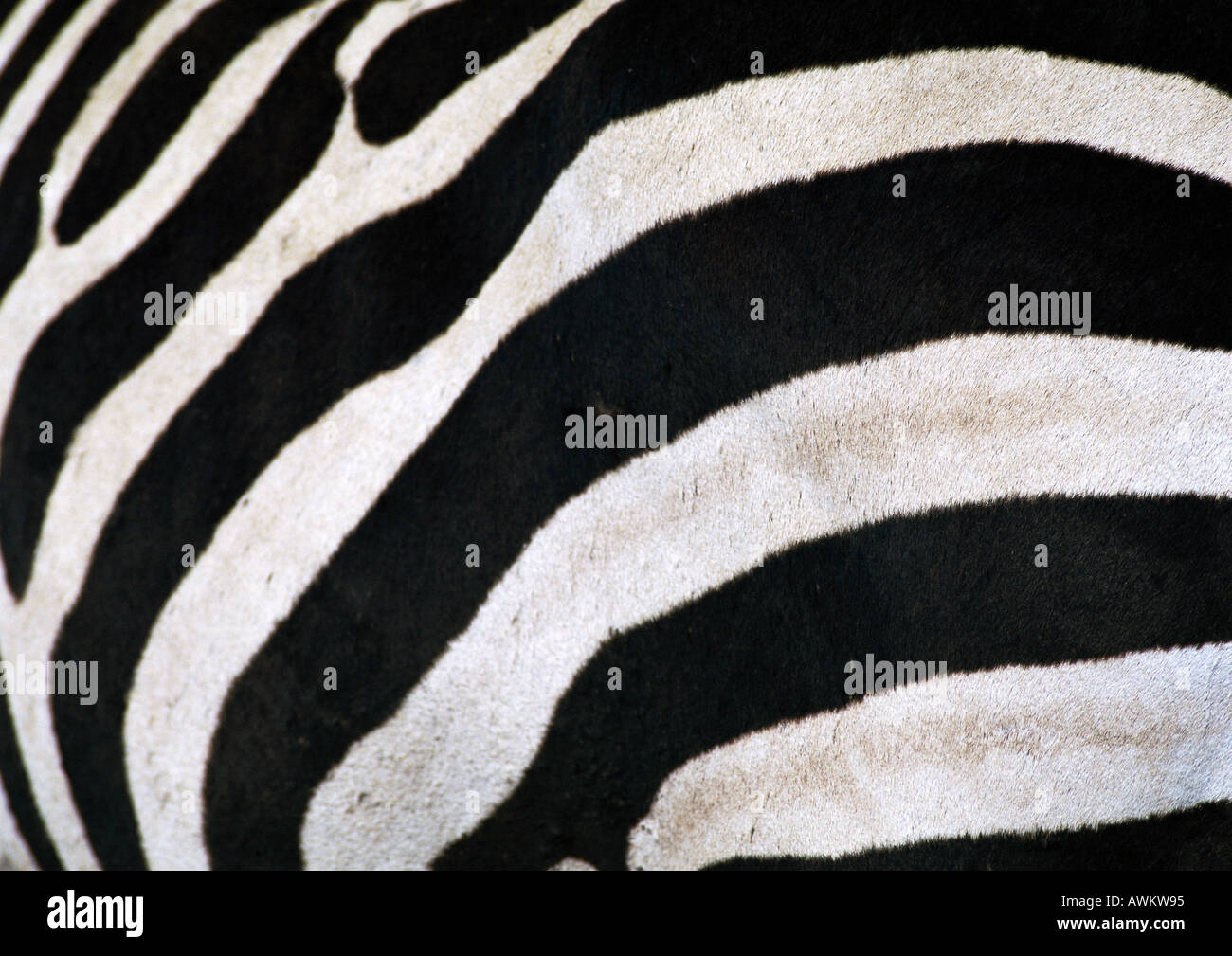 Zebra pattern prints hi-res stock photography and images - Alamy