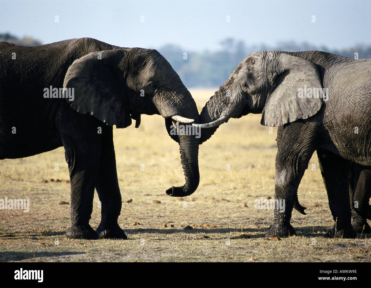 Two elephants facing each other hi-res stock photography and images - Alamy