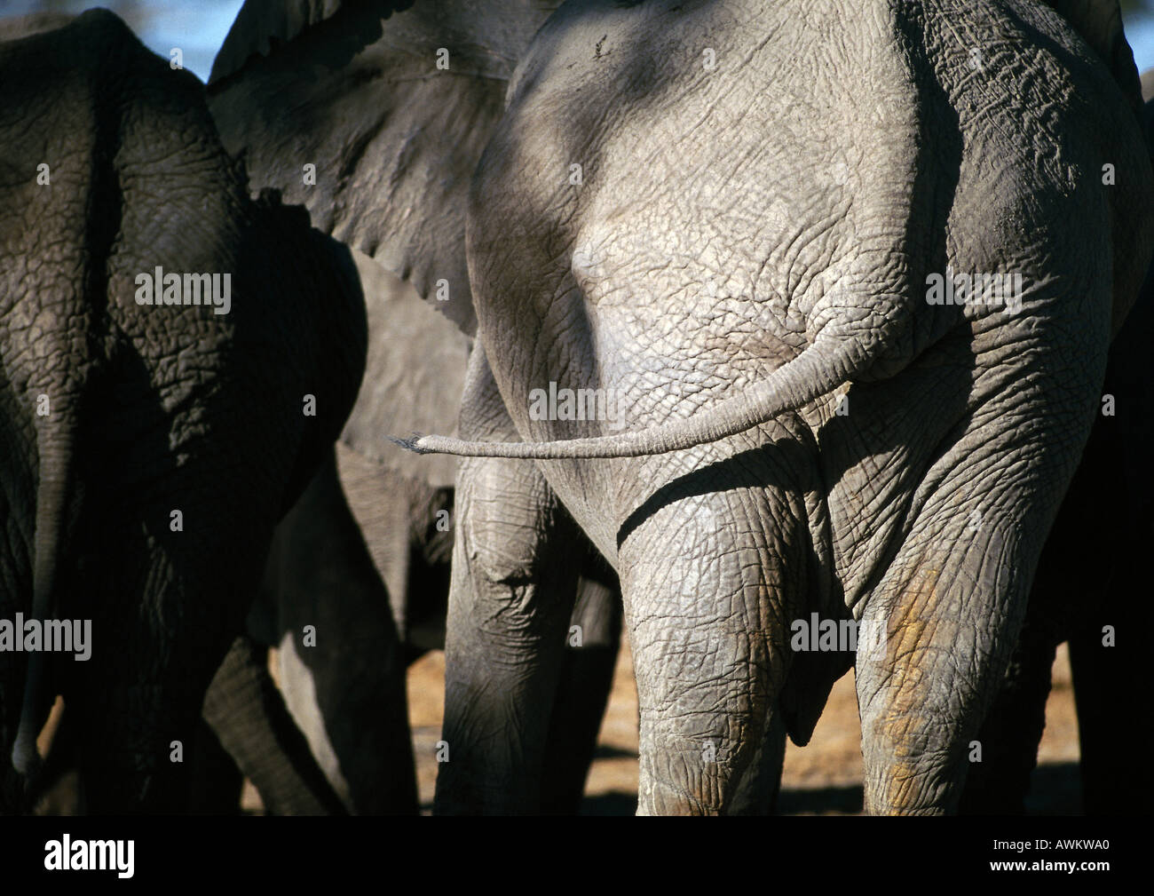 Elephants tails kenya hi-res stock photography and images - Alamy