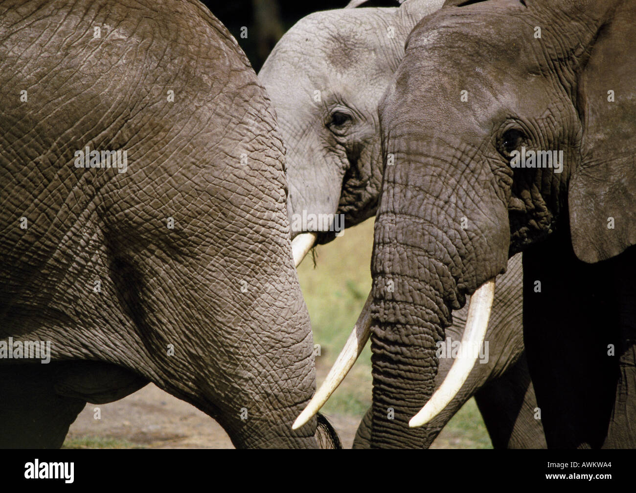 Elephants heads close ups hi-res stock photography and images - Alamy