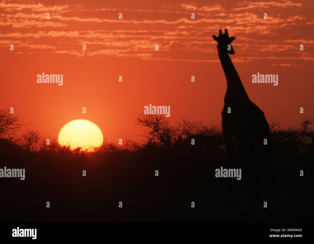 Giraffe at sunset, Kenya, Africa Stock Photo - Alamy