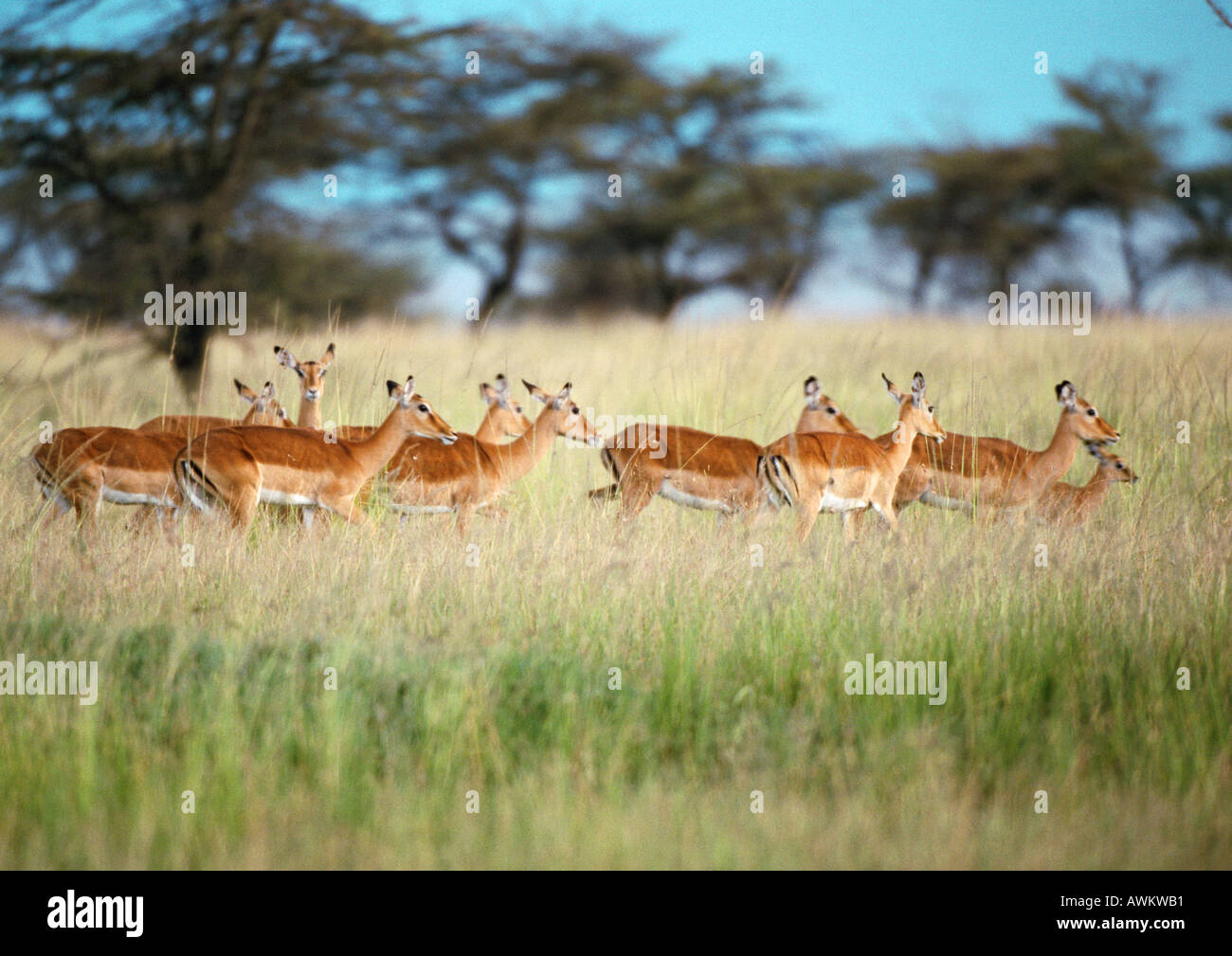 Herd of Common Impala (Aepyceros melampus) in grassland, Tanzania ...