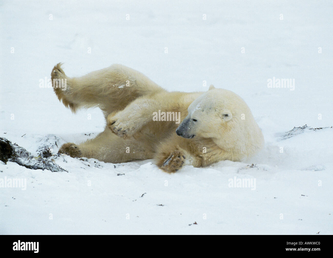 Animals without legs hi-res stock photography and images - Alamy