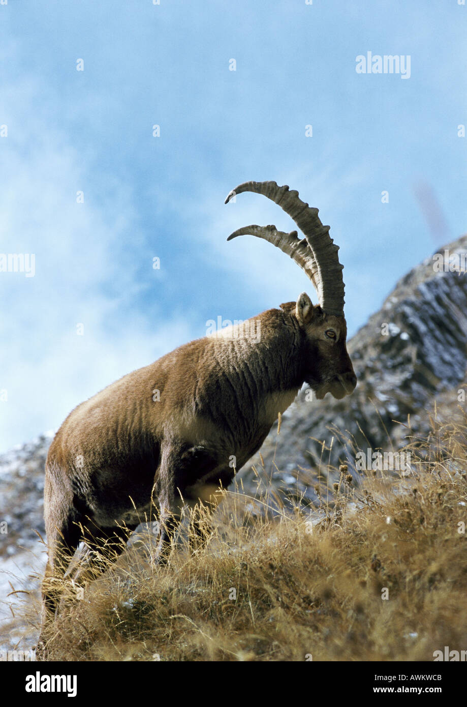 Ibex empty hi-res stock photography and images - Alamy