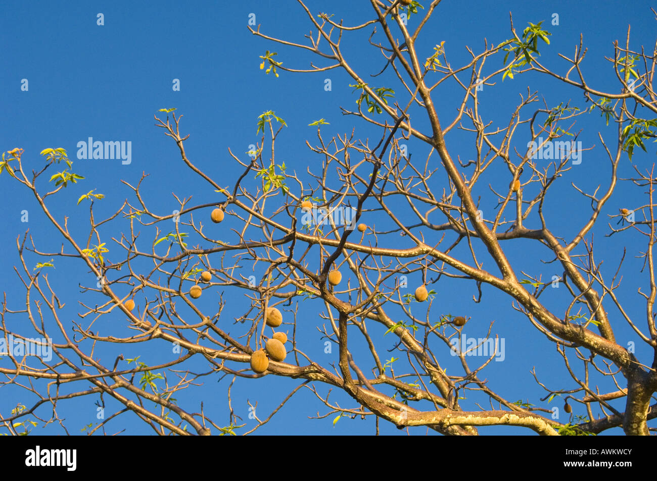 Leaves and seed pods of a boab tree at Careening Bay, Kimberley ...