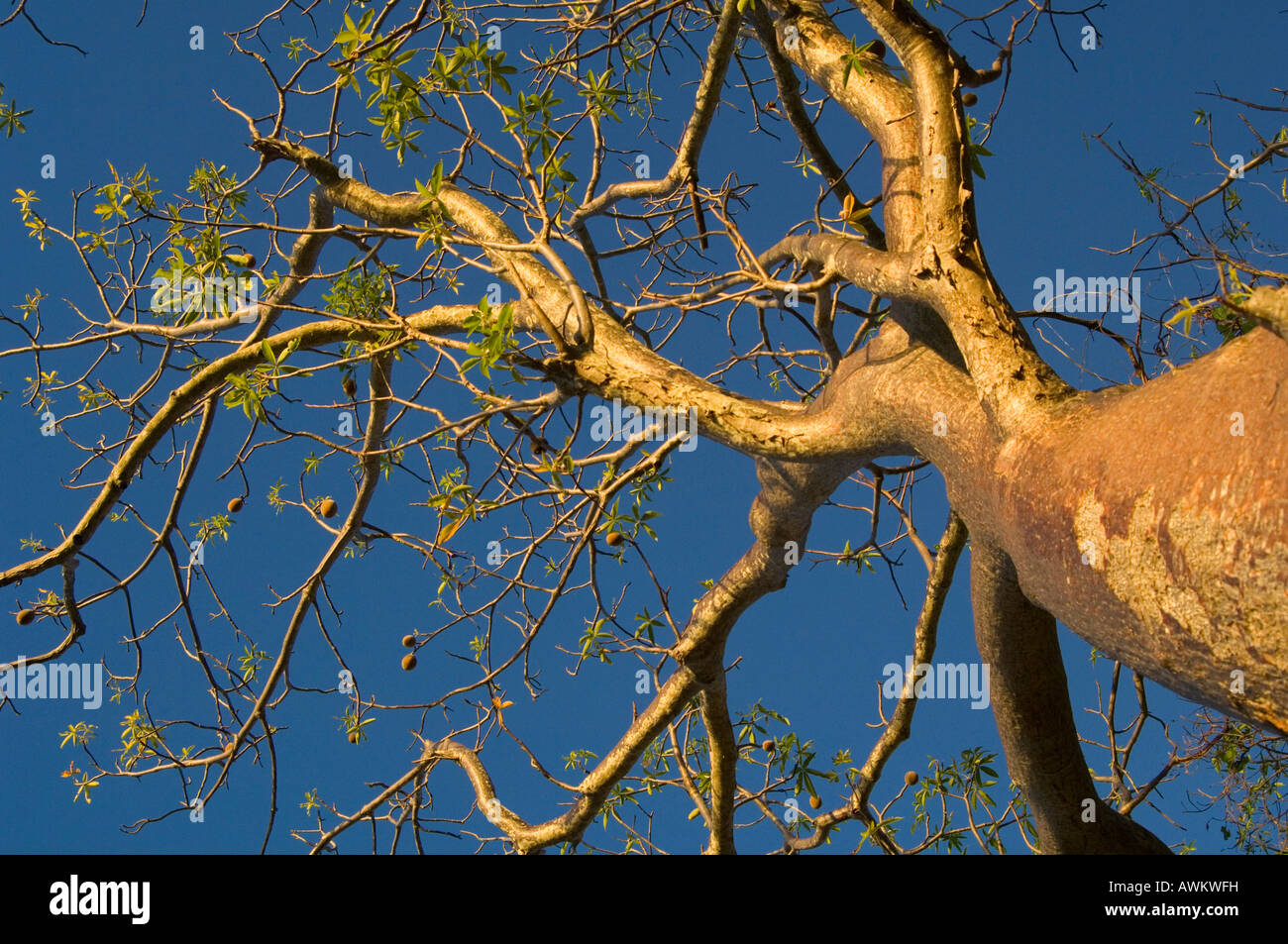 Leaves seed pods boab tree hi-res stock photography and images - Alamy