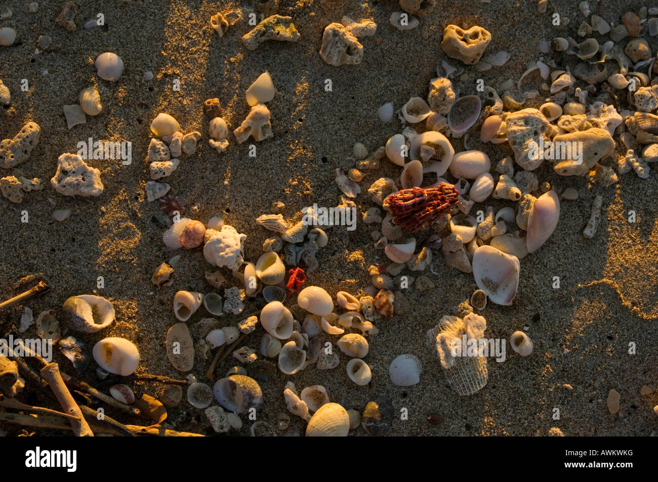 Shells washed up on the beach of Careening Bay, Kimberley, Western ...