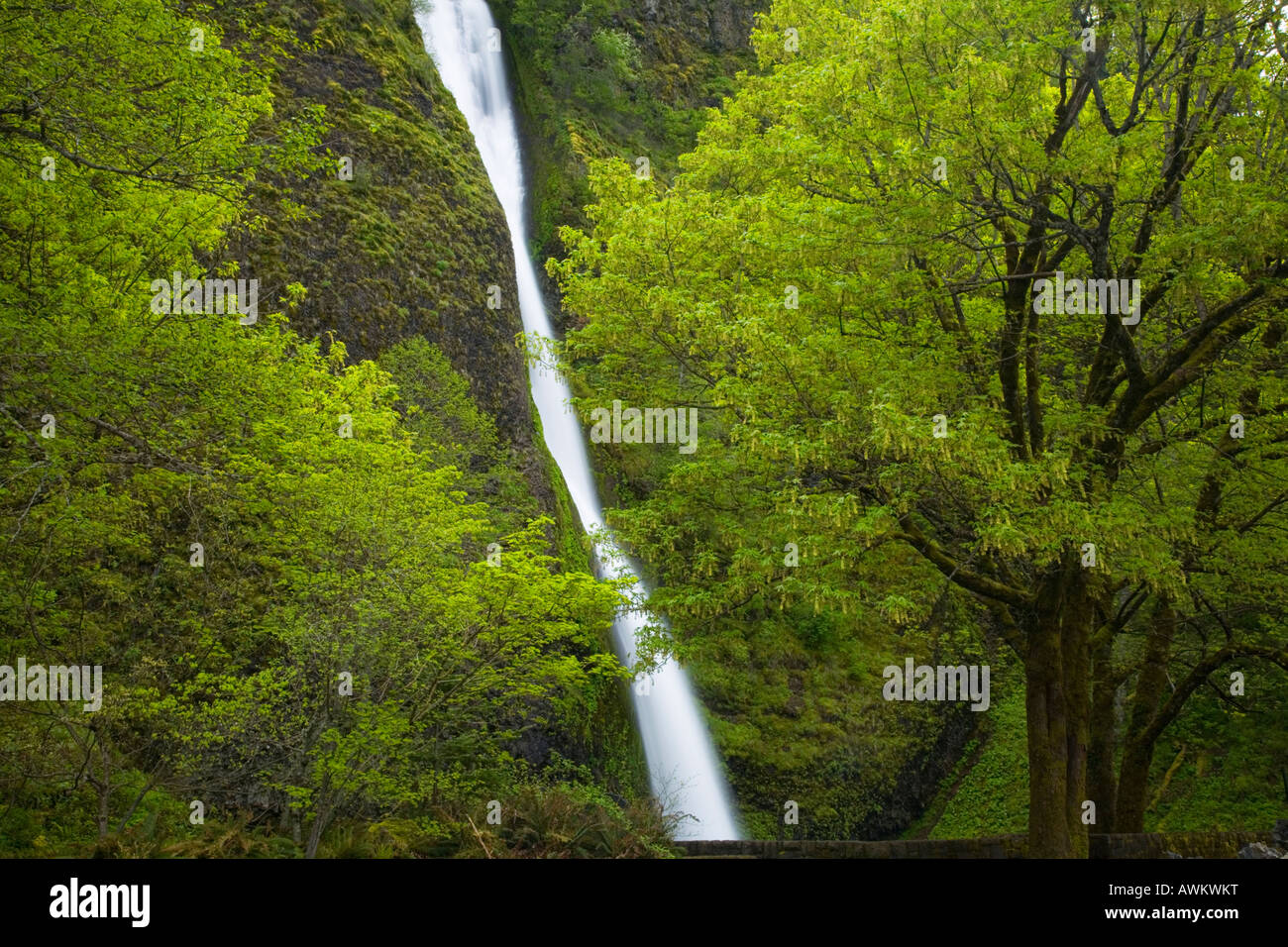 Columbia Gorge National Scenic Area OR Horsetail falls with spring ...