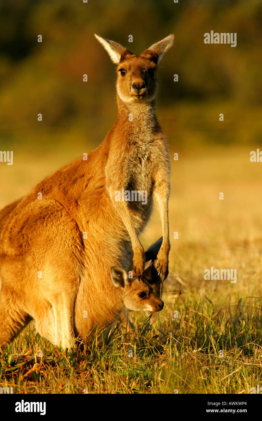 Australian Western Grey Kangaroo Stock Photo - Alamy