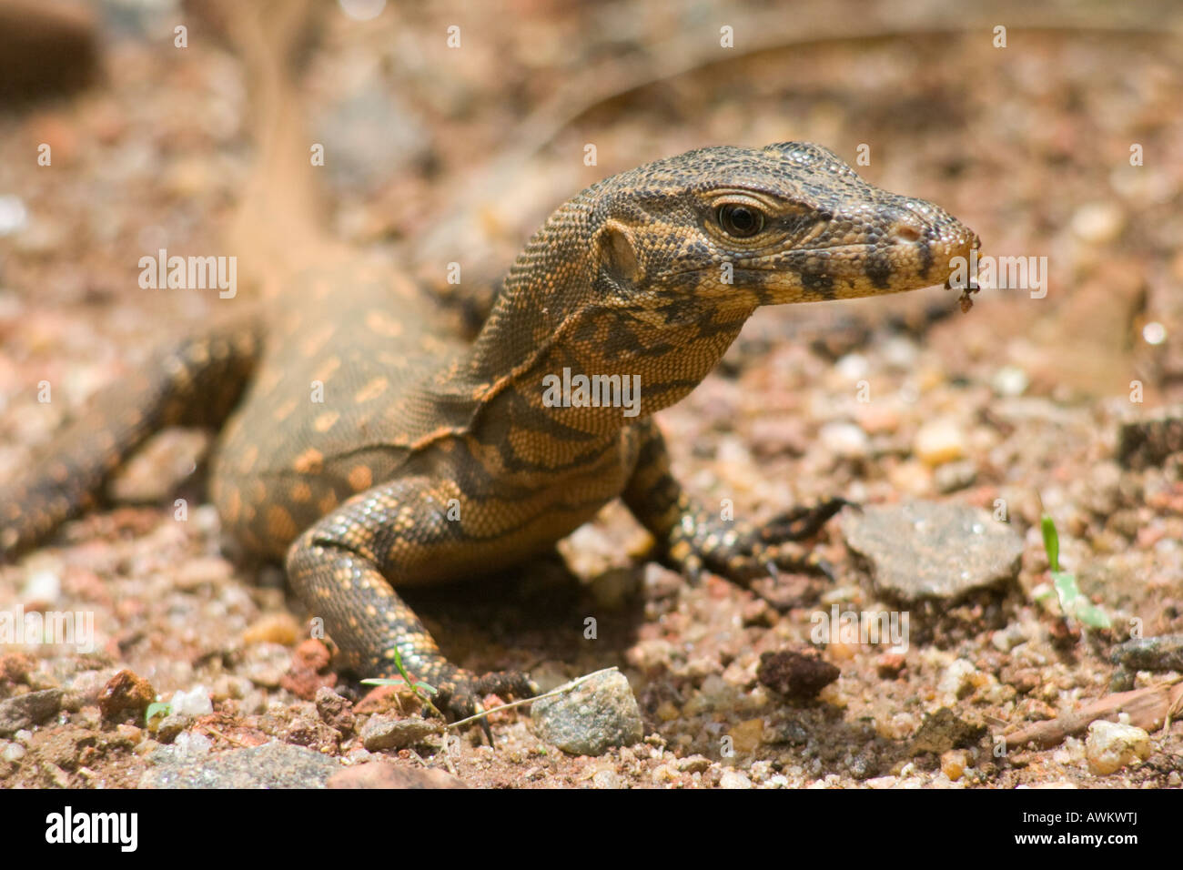 Water monitor lizard Stock Photo - Alamy