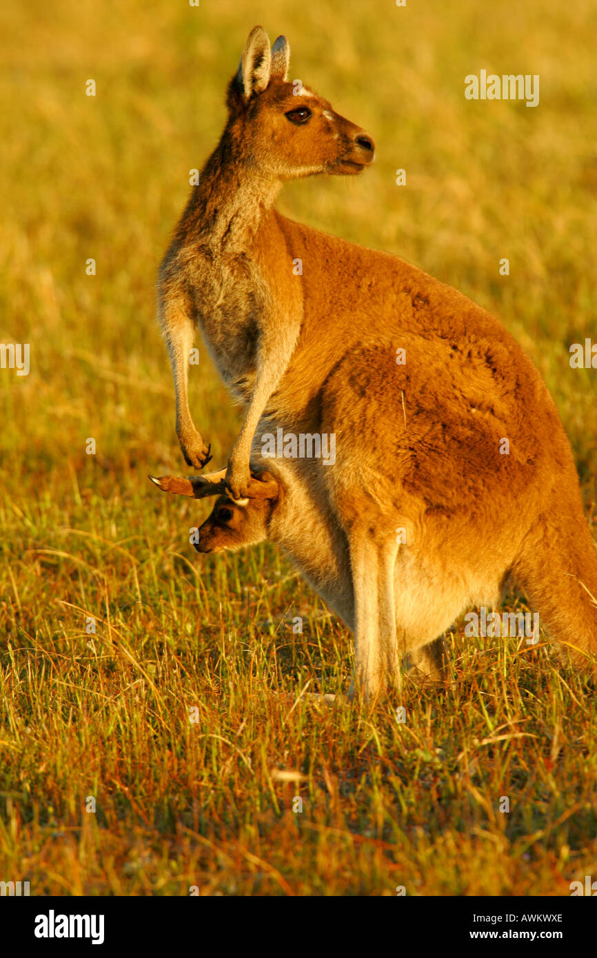 Australian Western Grey Kangaroo Stock Photo - Alamy