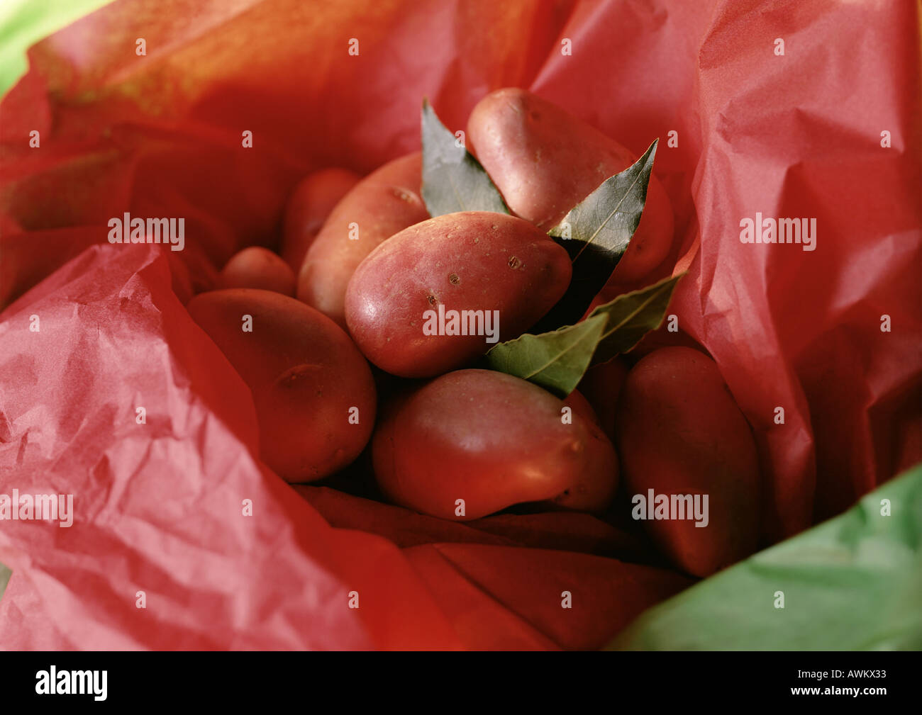 Potato leaf tissue hi-res stock photography and images - Alamy