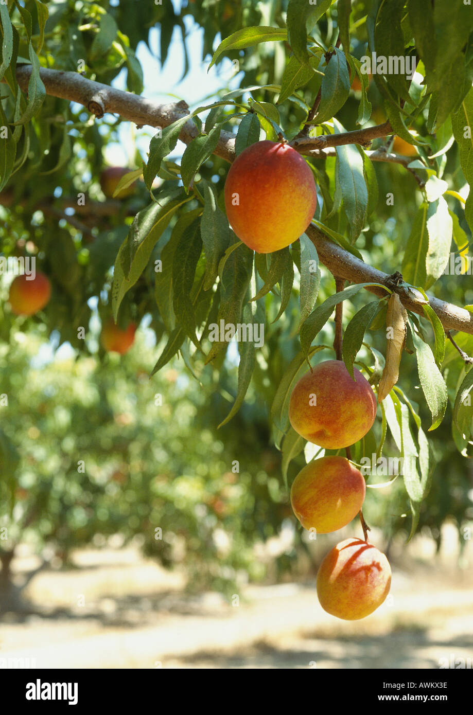 Tree ripened peaches hi-res stock photography and images - Alamy
