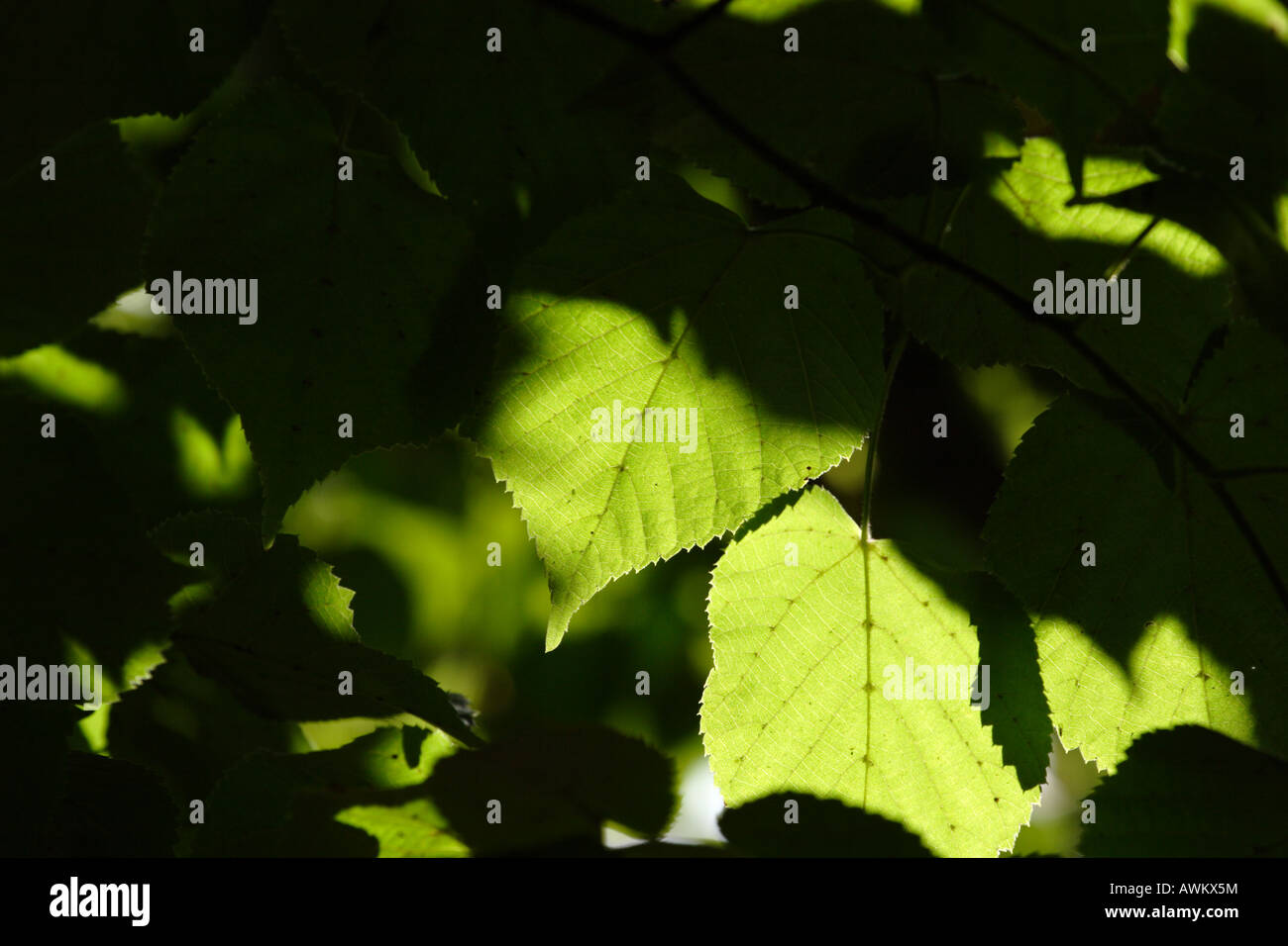 Lime leaves picked out in highlight and shadow Stock Photo - Alamy