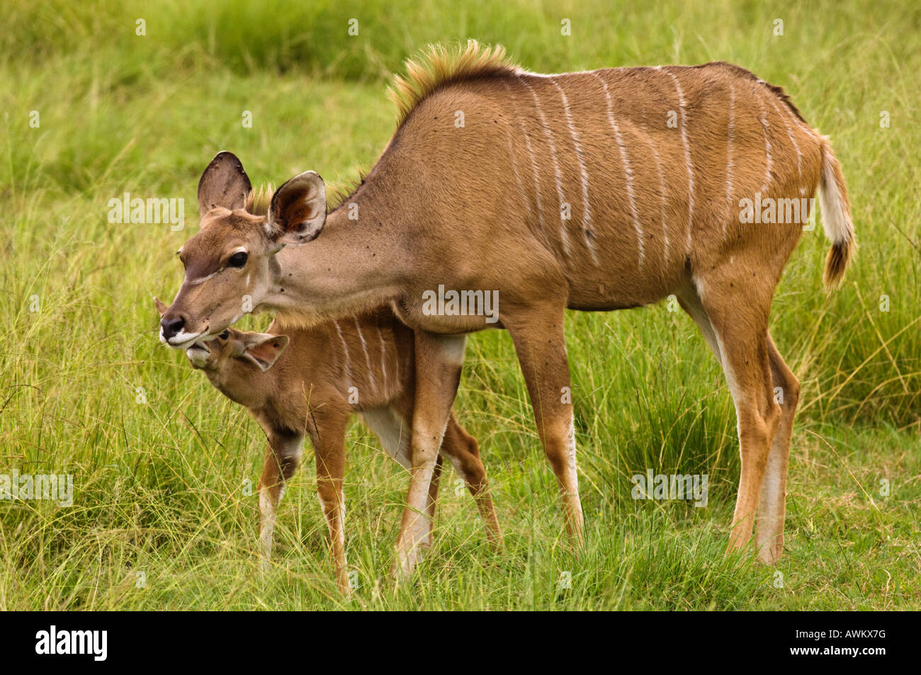 Calf Antelope High Resolution Stock Photography and Images - Alamy