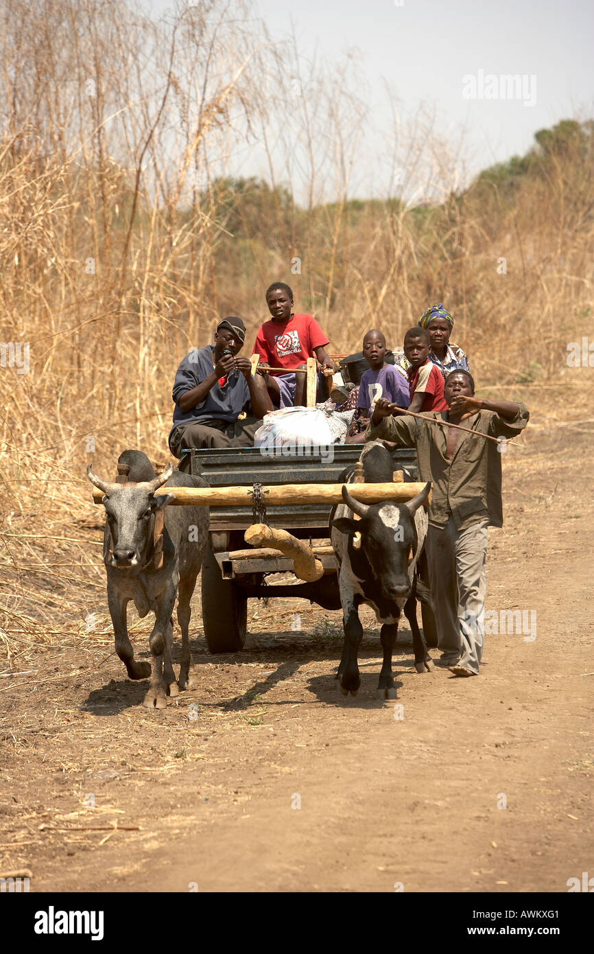 Ox pulling hi-res stock photography and images - Alamy