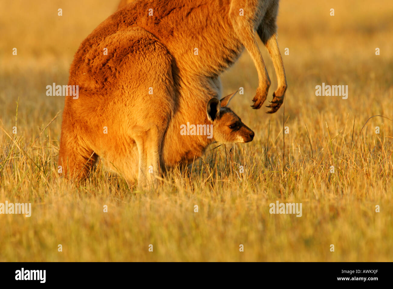 Australian Western Grey Kangaroo Stock Photo - Alamy