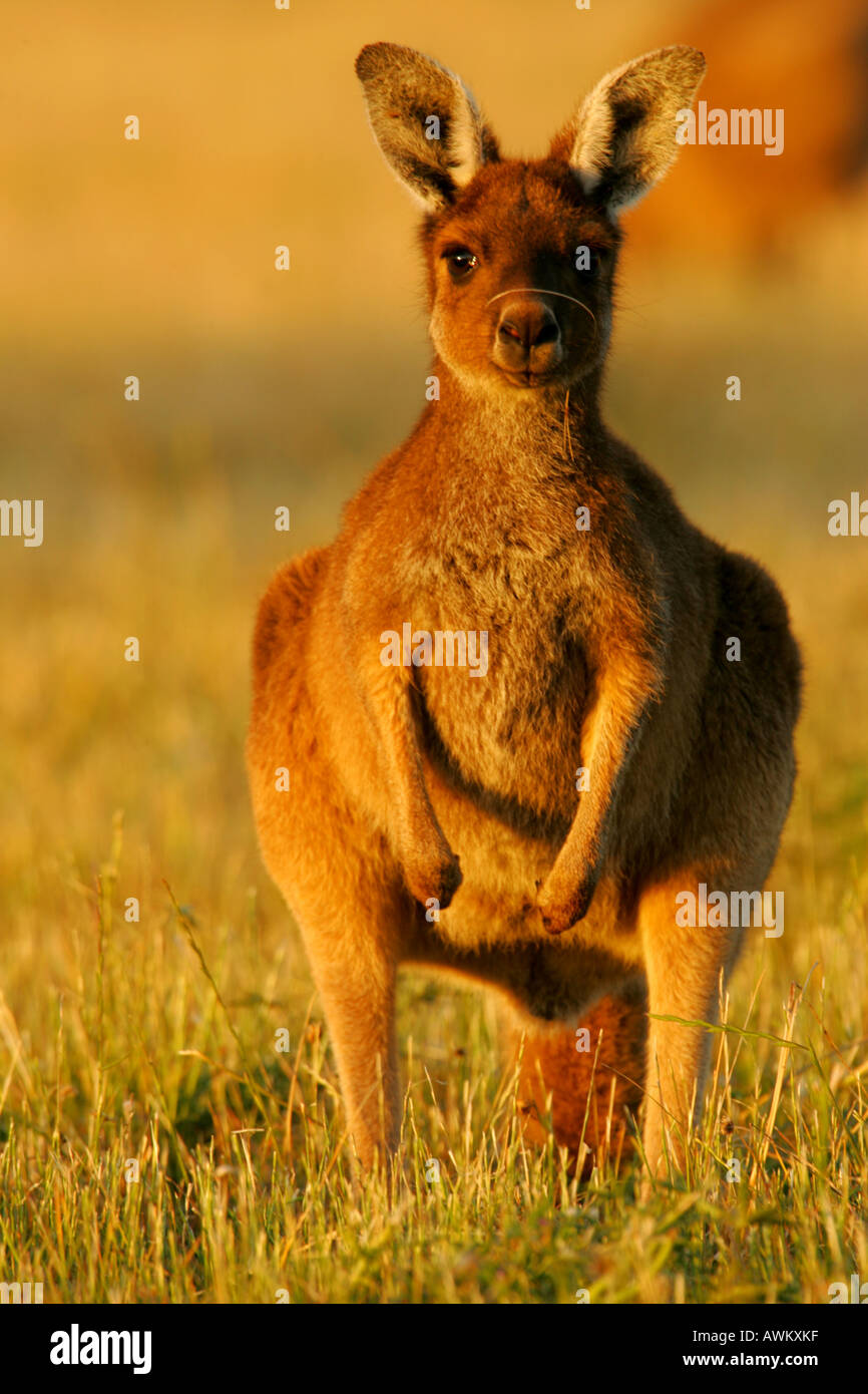 Australian Western Grey Kangaroo Stock Photo - Alamy