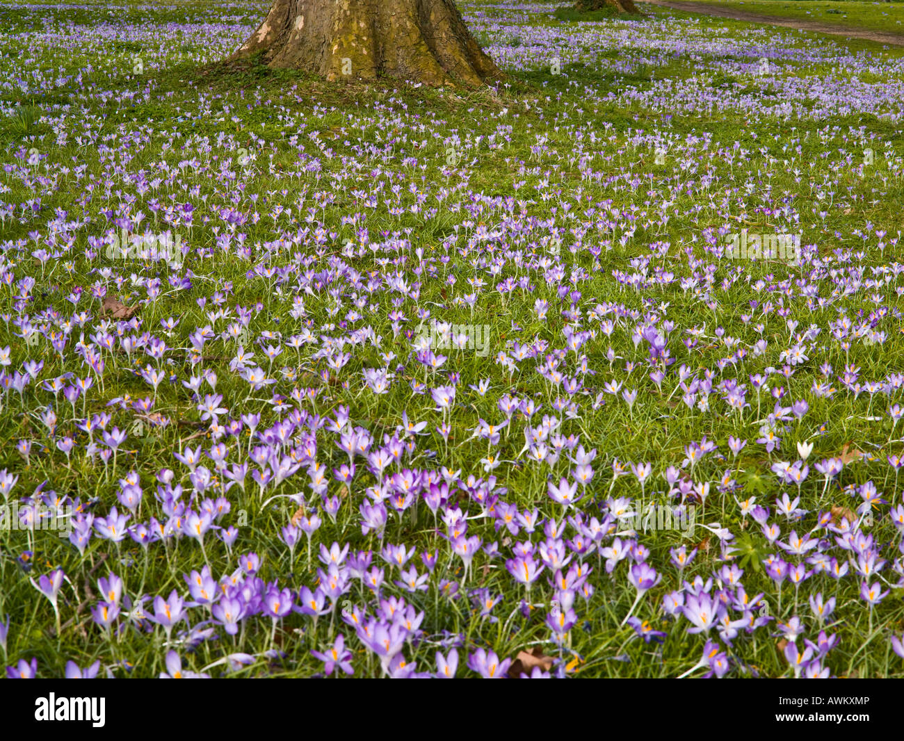 Plant harbinger of spring hi-res stock photography and images - Alamy