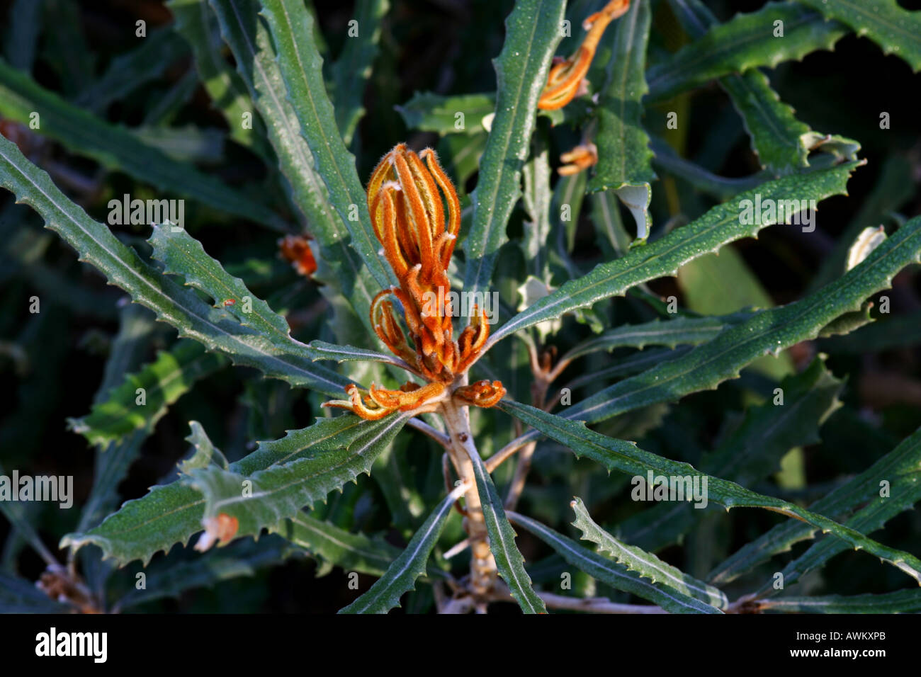 Banksi hi-res stock photography and images - Alamy