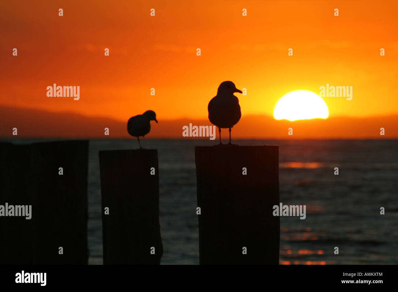 Two seagulls contemplate different aspects of life Stock Photo - Alamy