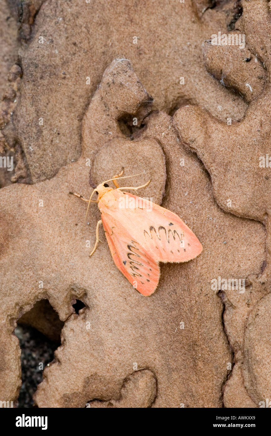 Rosy footman moth hi-res stock photography and images - Alamy