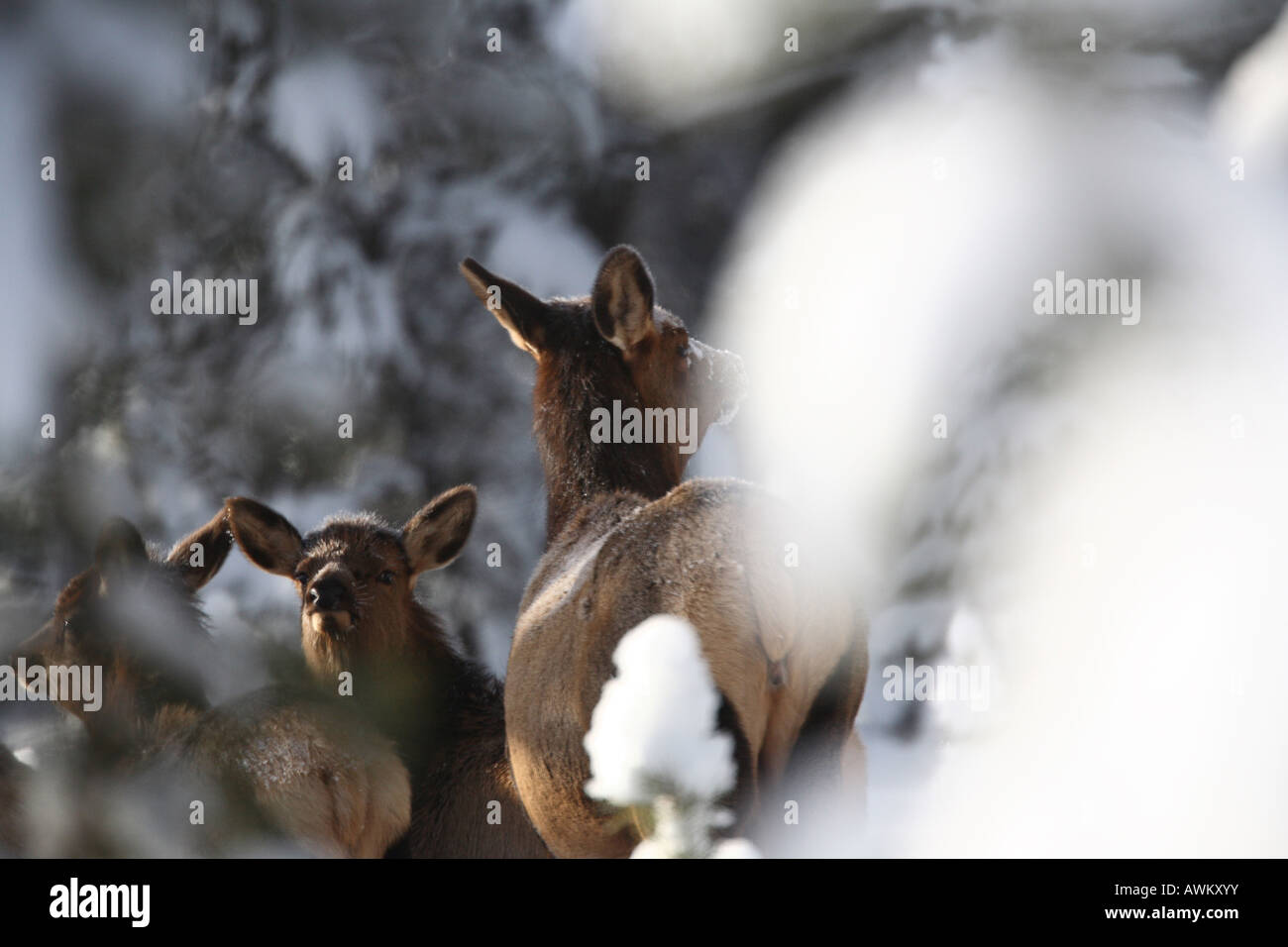 Elk in winter Stock Photo - Alamy
