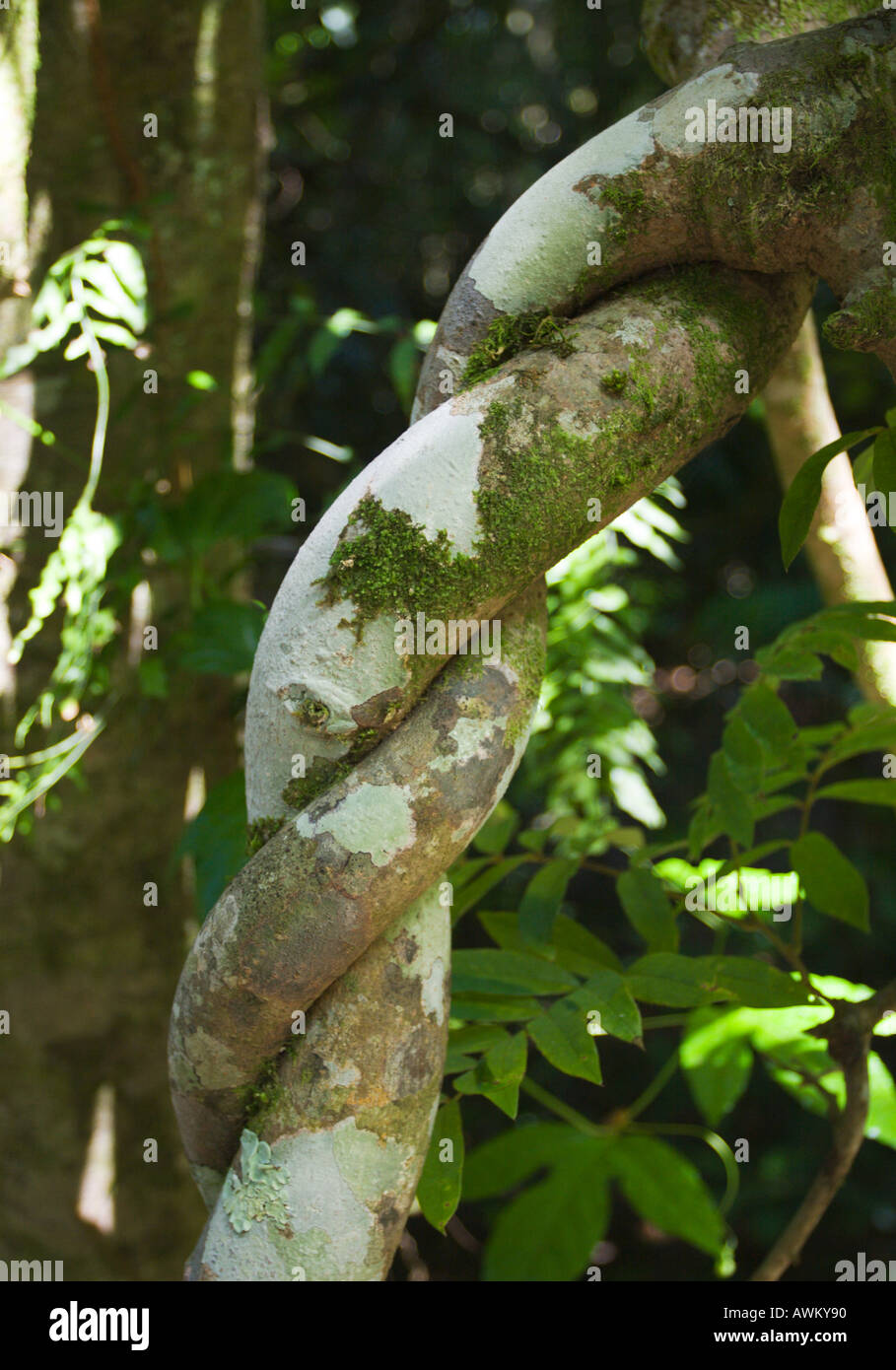 Coiled vines hi-res stock photography and images - Alamy