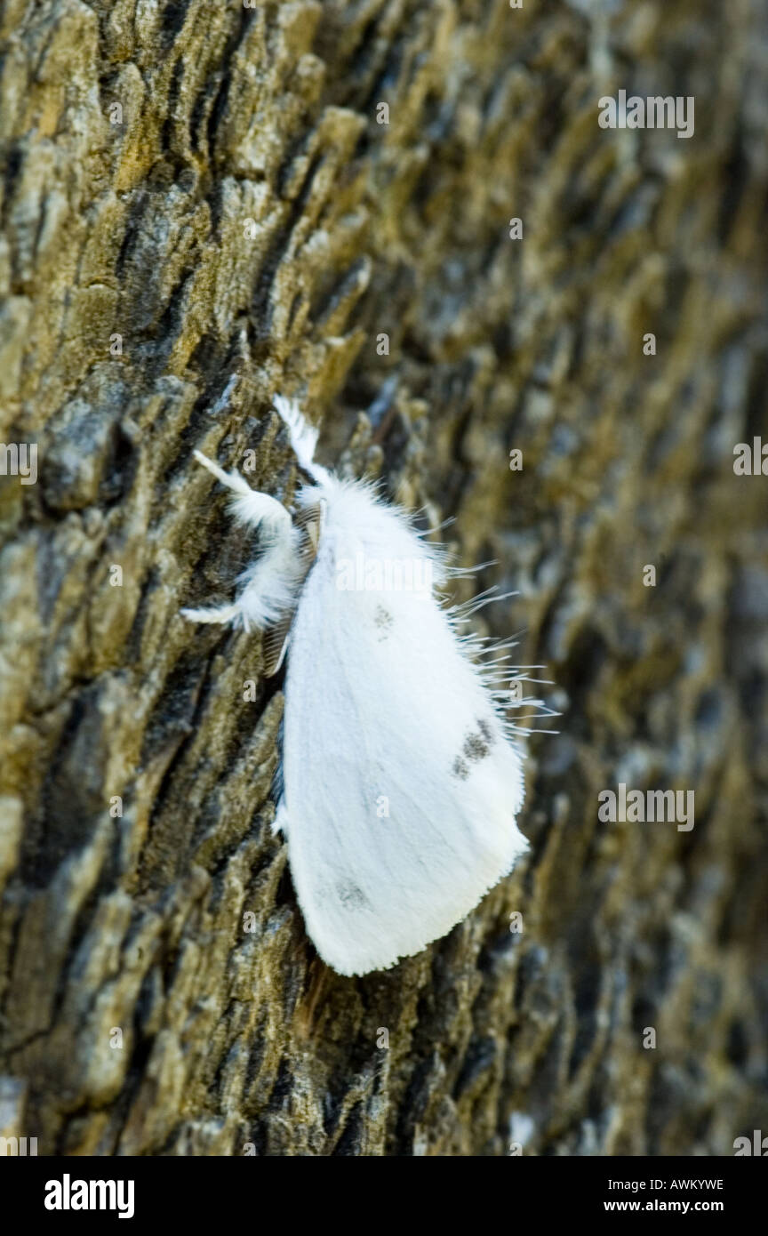 Yellow tail moth hi-res stock photography and images - Alamy