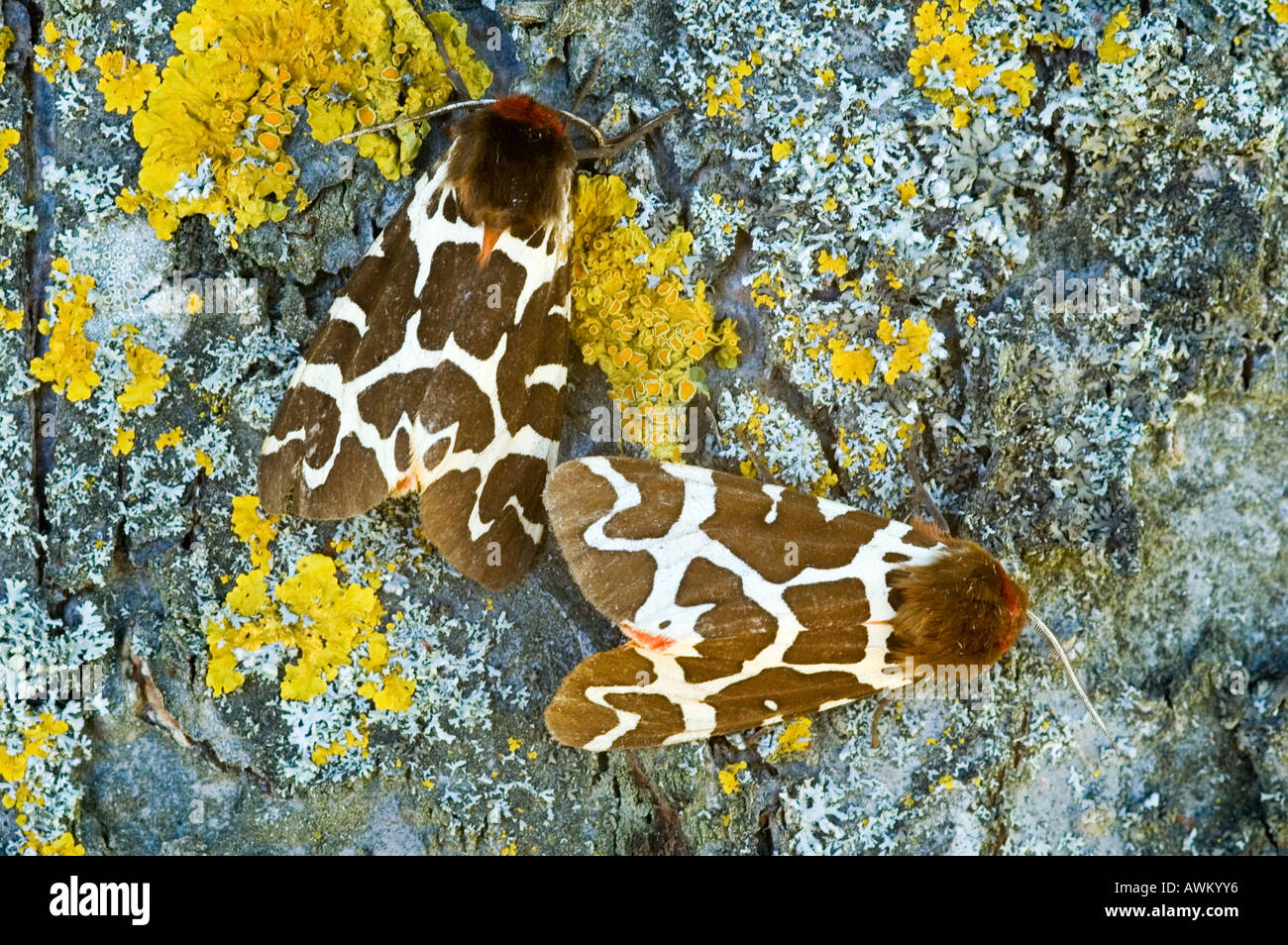 Garden tiger moth arctia caja hi-res stock photography and images - Alamy