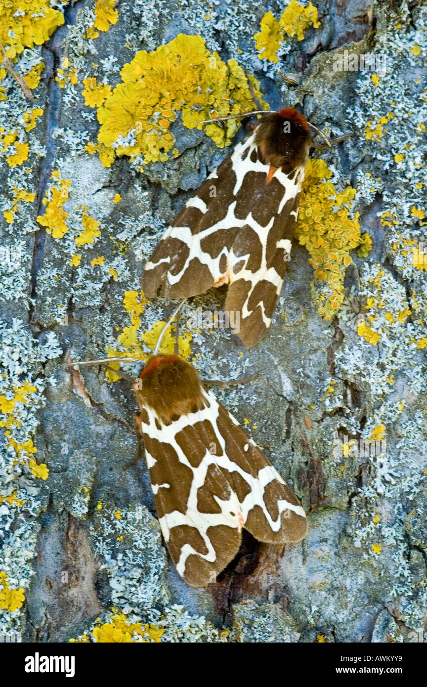 Bark moths hi-res stock photography and images - Alamy