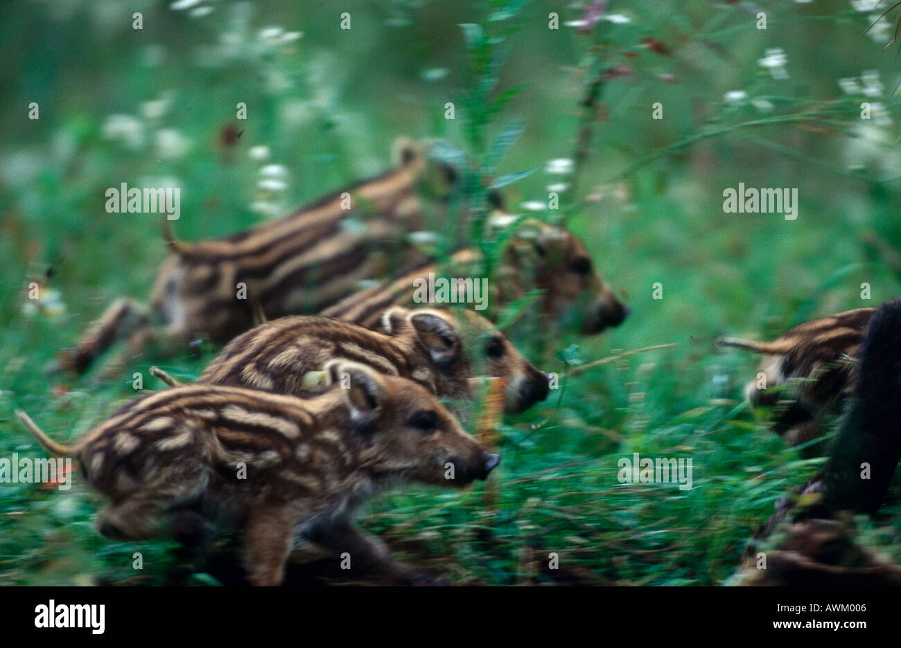 Herd of young Wild Boars (Sus scrofa) running in field, Germany Stock ...