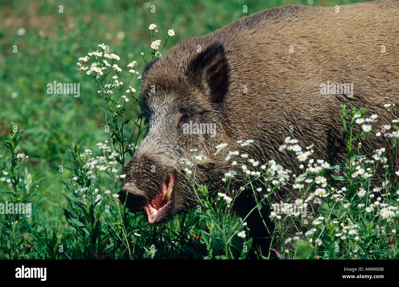 Male Wild Boar (Sus scofra) in forest, Germany Stock Photo - Alamy