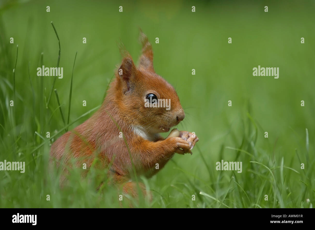 Sciuridae hi-res stock photography and images - Alamy