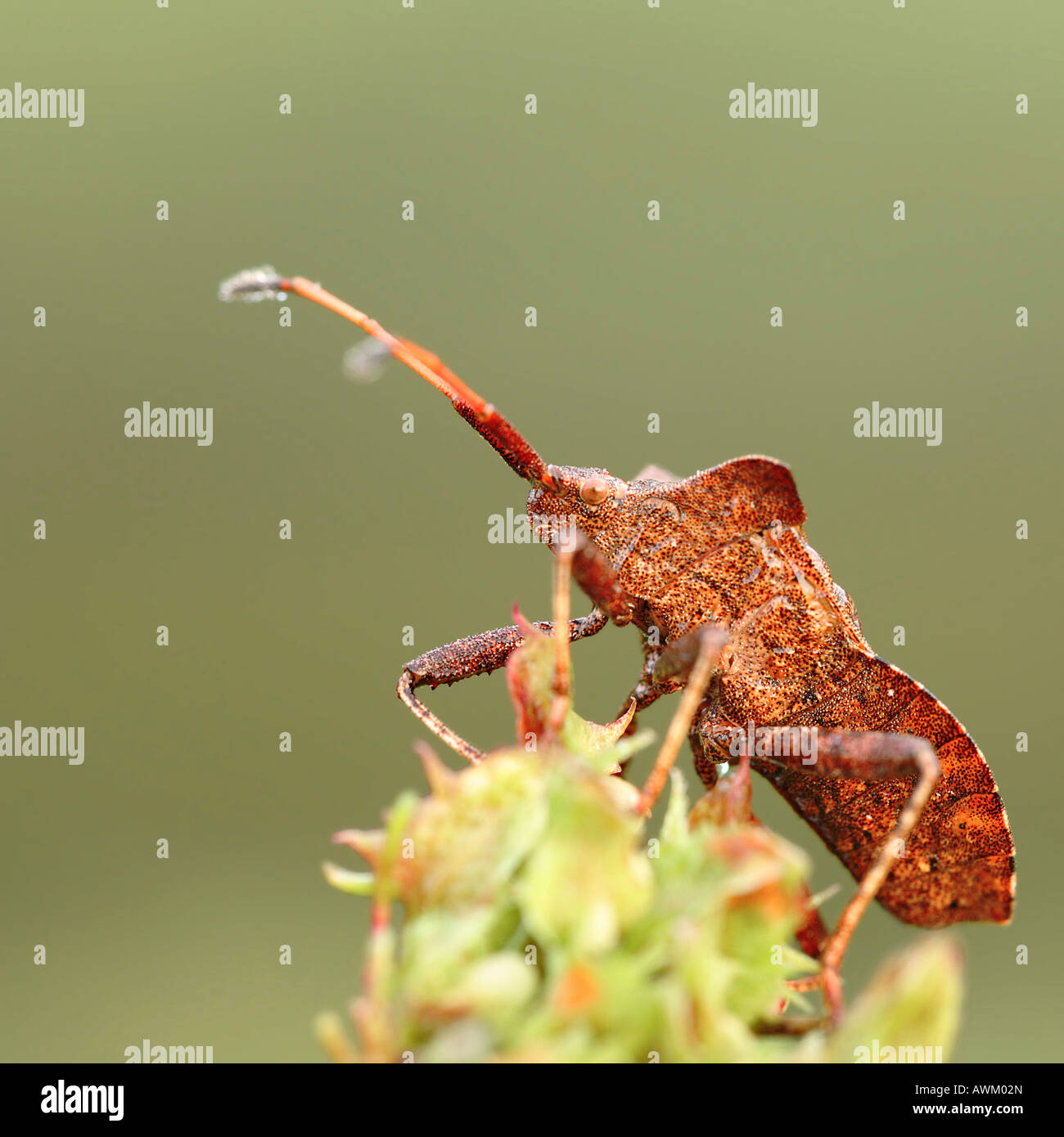 True Bug (Heteroptera Stock Photo - Alamy
