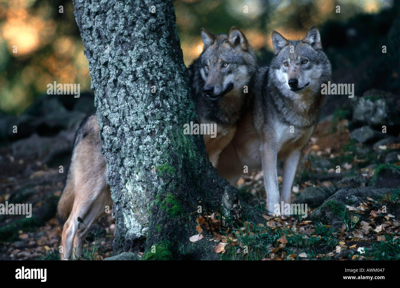 Two Grey wolves (Canis lupus) standing behind tree in forest, Bavarian ...