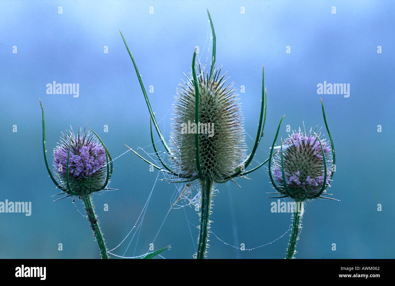 Flower with dew drops and spider's web Stock Photo - Alamy