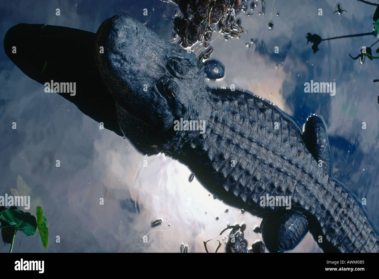 High angle view of American Alligator (Alligator missisipiensis) in ...
