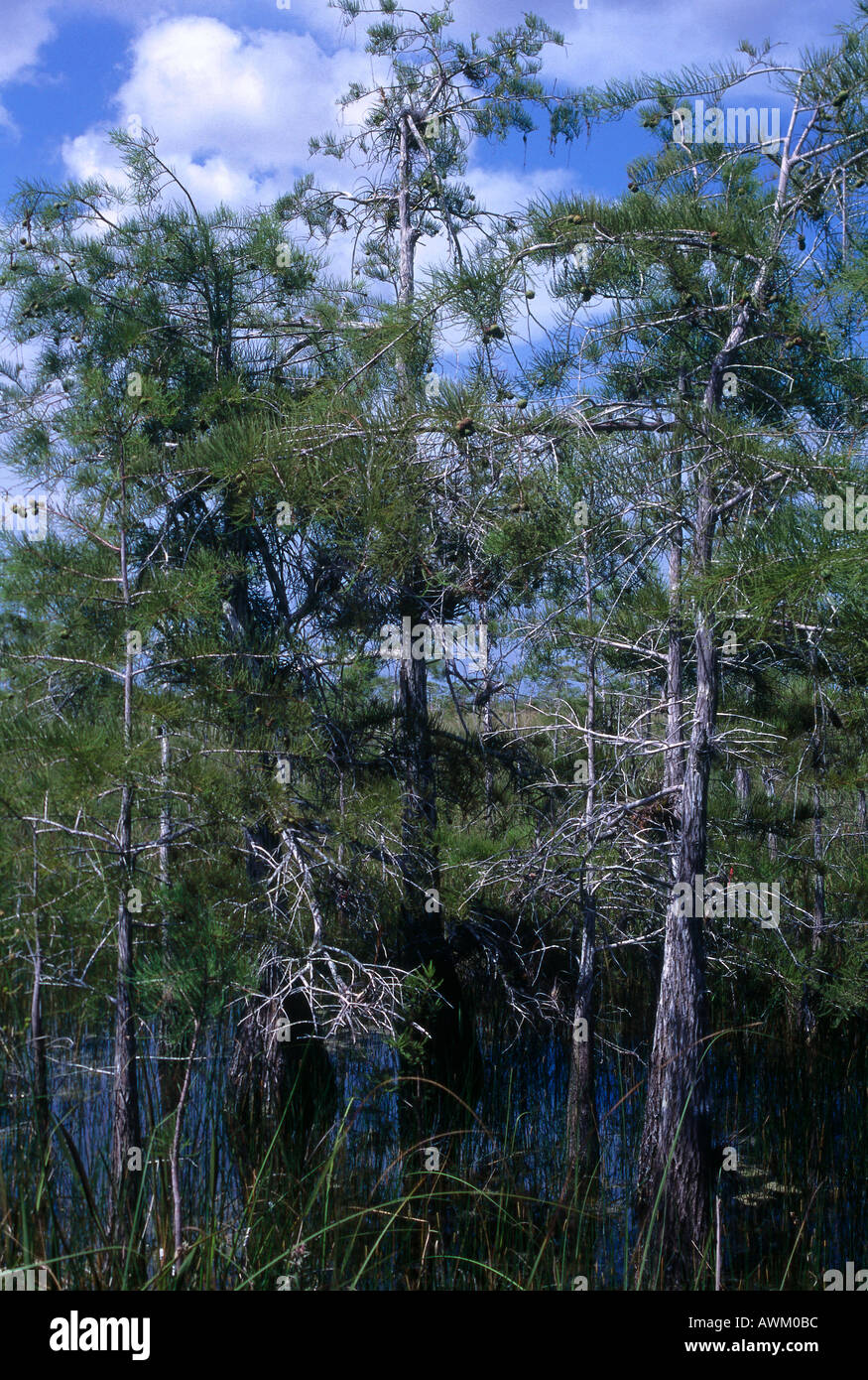 Cypress trees in swamp, Everglades National Park, Florida, USA Stock ...