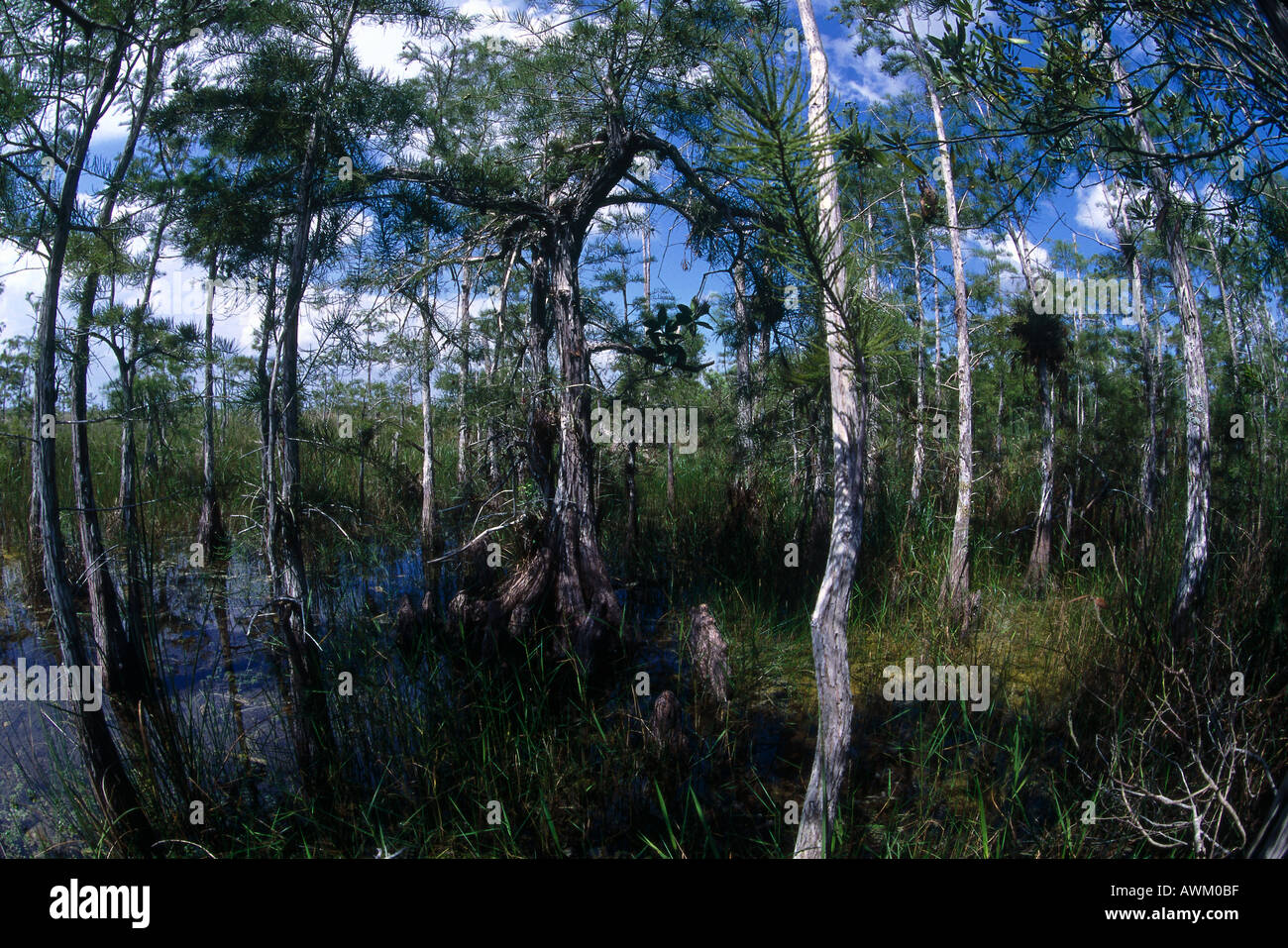 Cypress trees in swamp, Everglades National Park, Florida, USA Stock ...