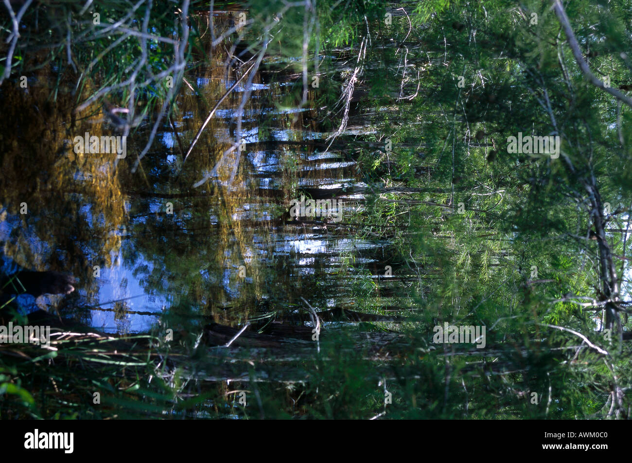 Cypress trees in swamp, Everglades National Park, Florida, USA Stock ...