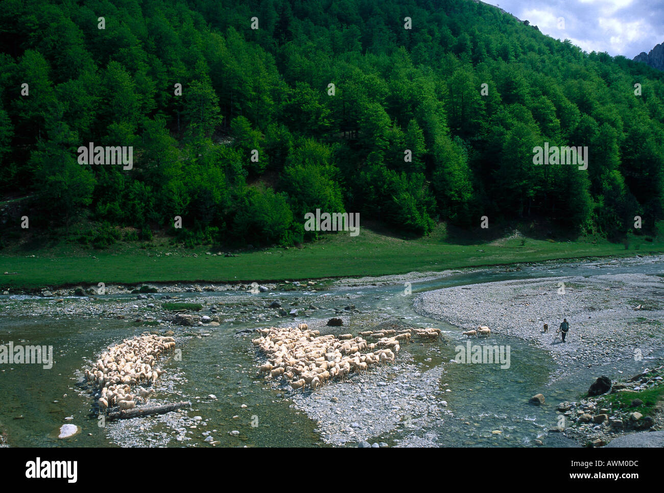 Sheep herd crossing river, Vaal River, Anso Valley, Pyrenees, Navarra ...