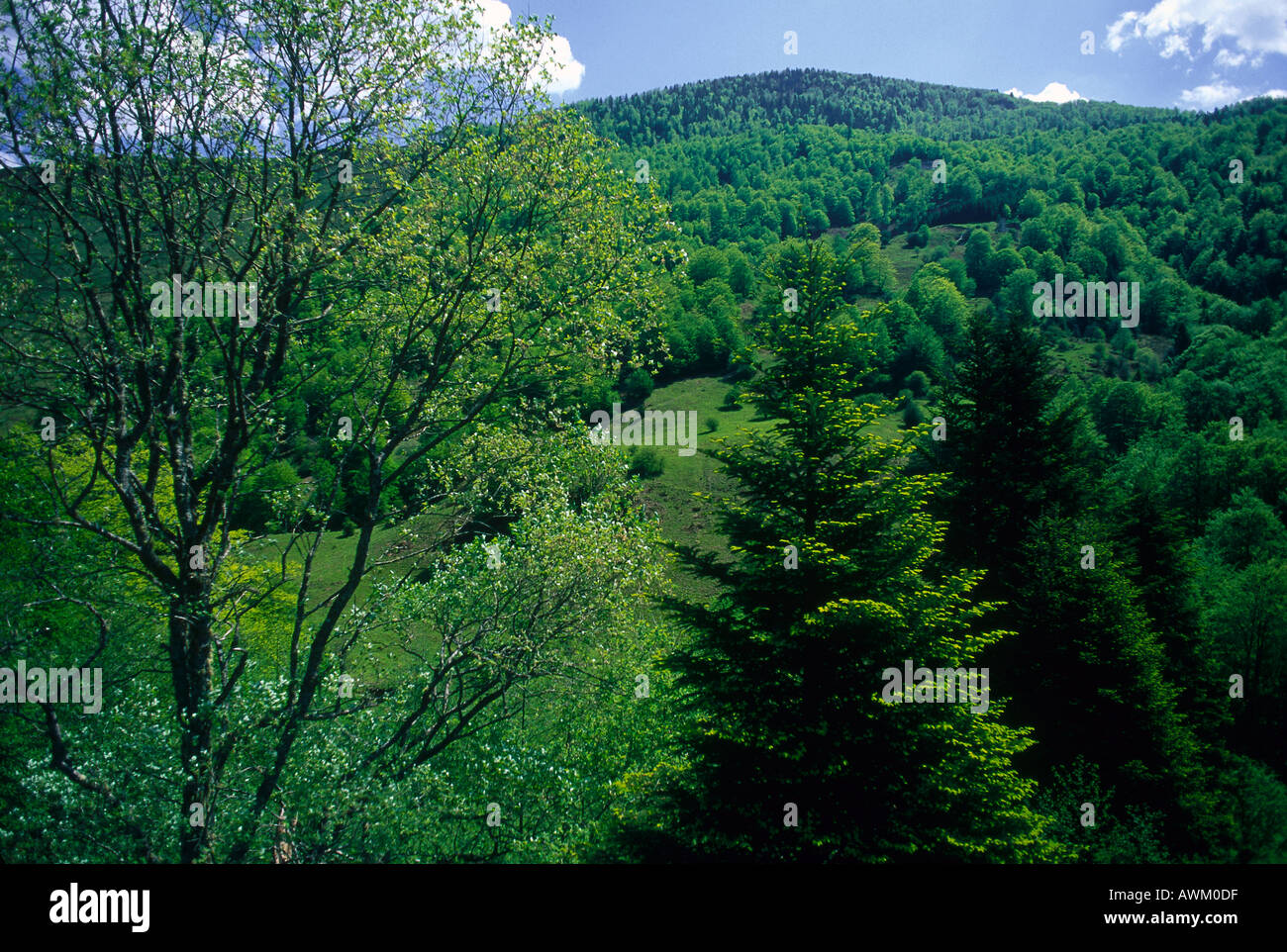 Trees in valley, Anso Valley, Pyrenees, Navarra, Spain Stock Photo - Alamy