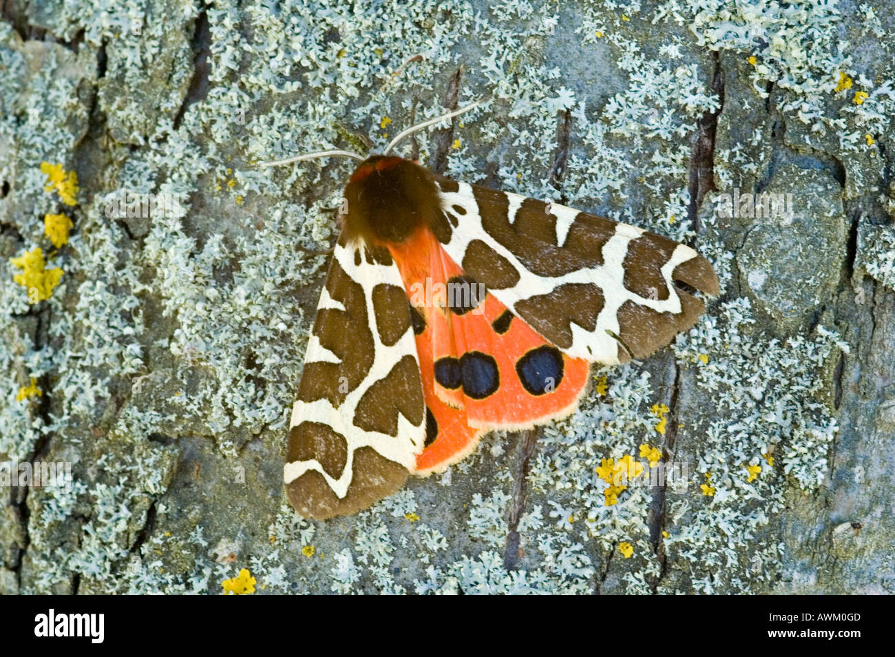 Garden tiger arctia caja moth hi-res stock photography and images - Alamy