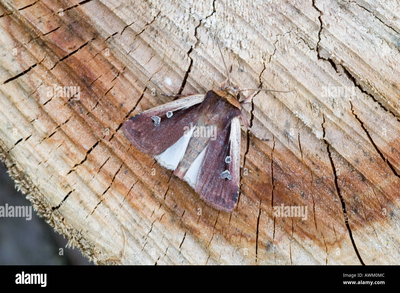 Flame Shoulder Moth High Resolution Stock Photography and Images - Alamy