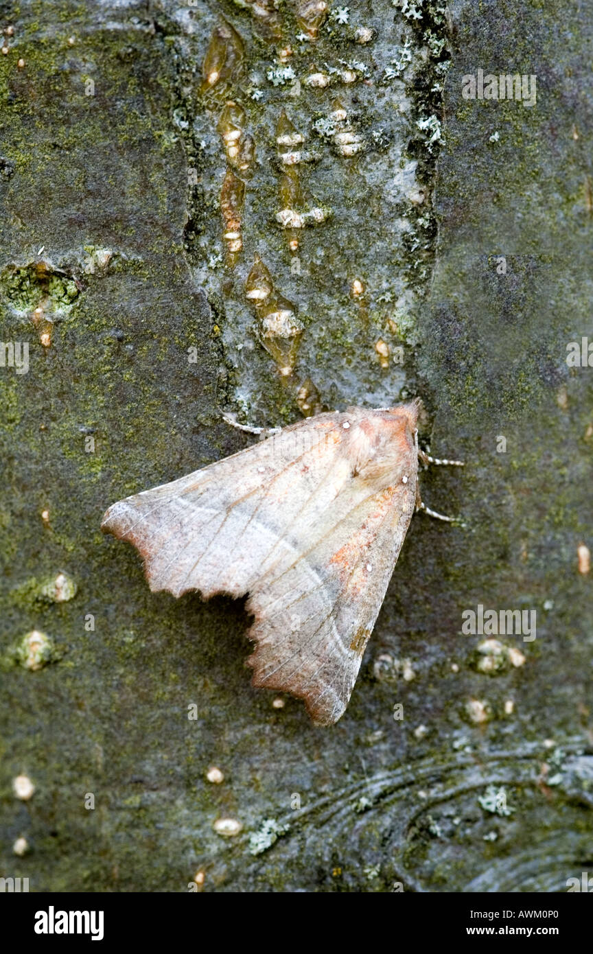 Herald scoliopteryx libatrix hi-res stock photography and images - Alamy