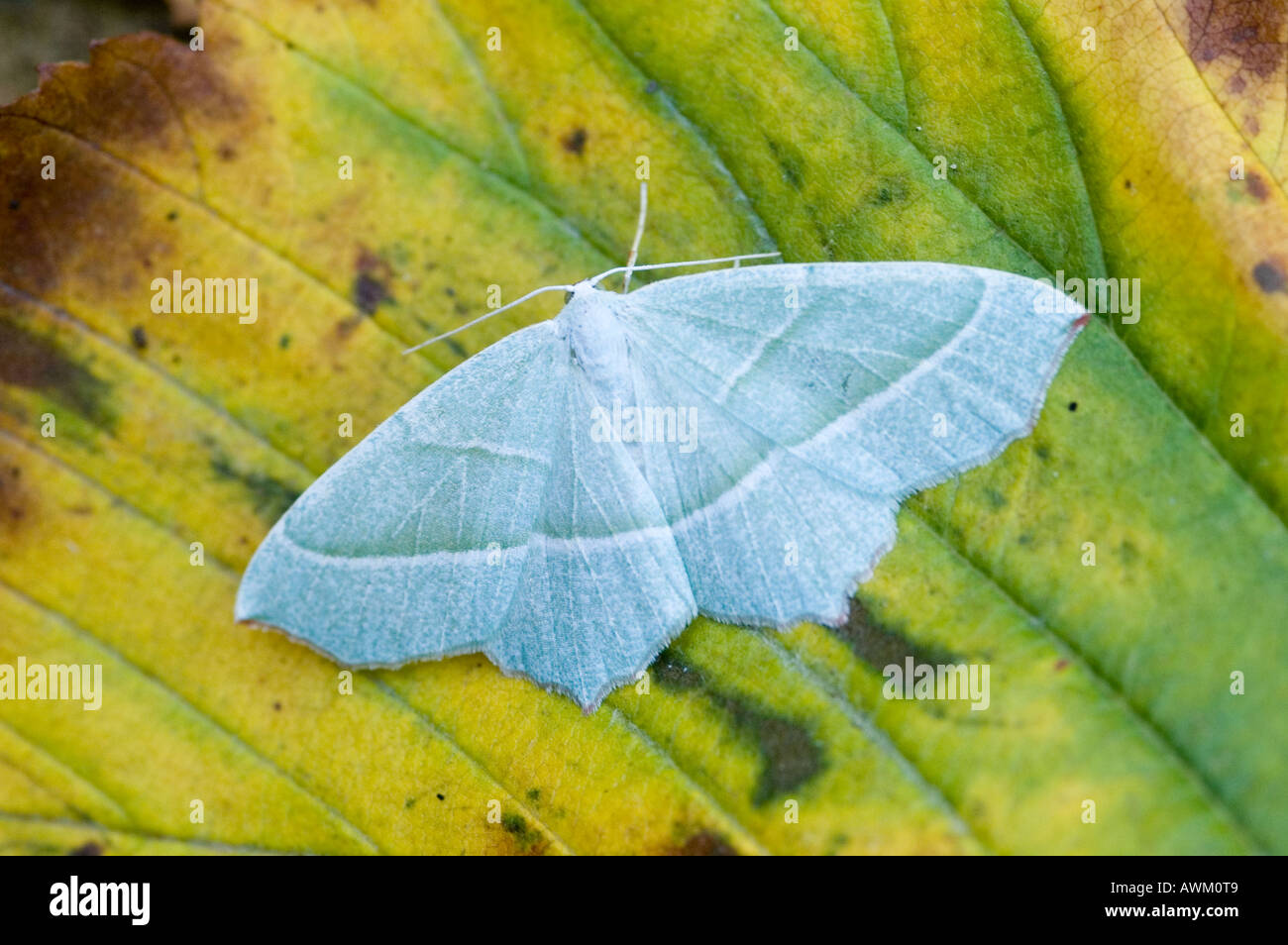 Light emerald moth hi-res stock photography and images - Alamy