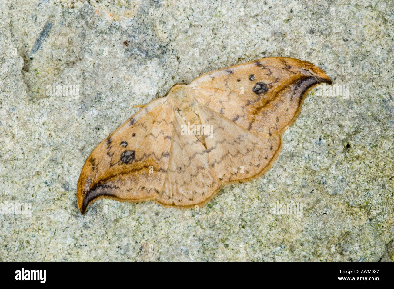Pebble Hook Tip Moth High Resolution Stock Photography and Images - Alamy